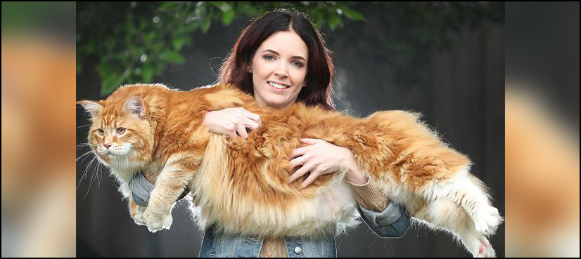 This nearly 4-feet cat may be world’s longest