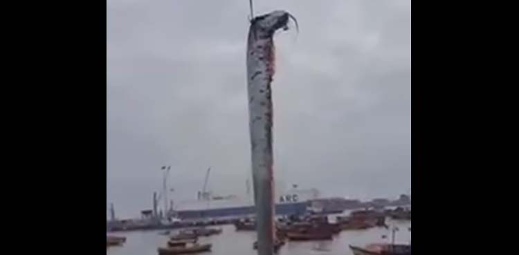 Viral video: Fishermen catch 20-foot-long monster fish